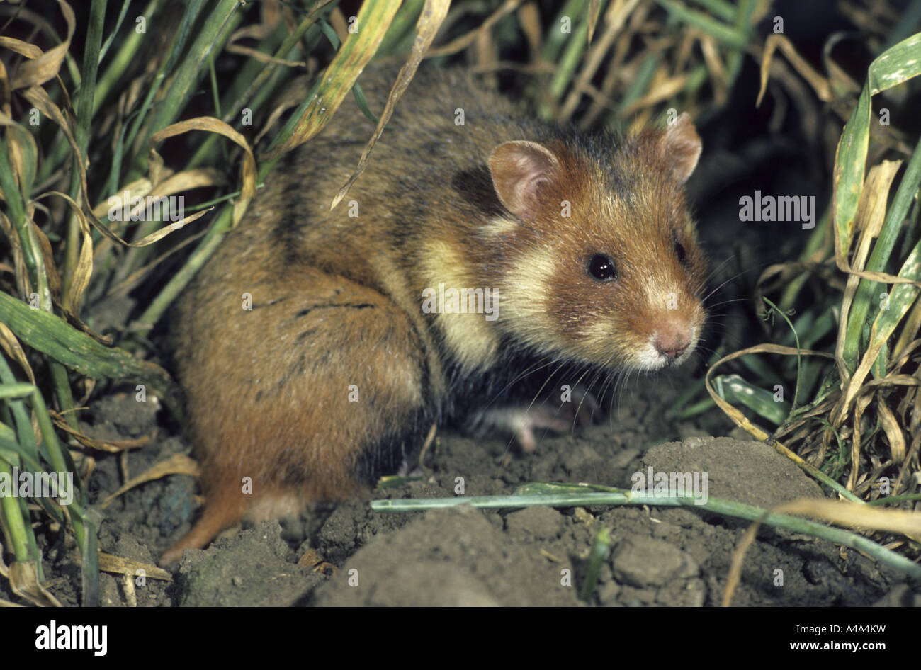 common hamster, black-bellied hamster (Cricetus cricetus), sitting in ...