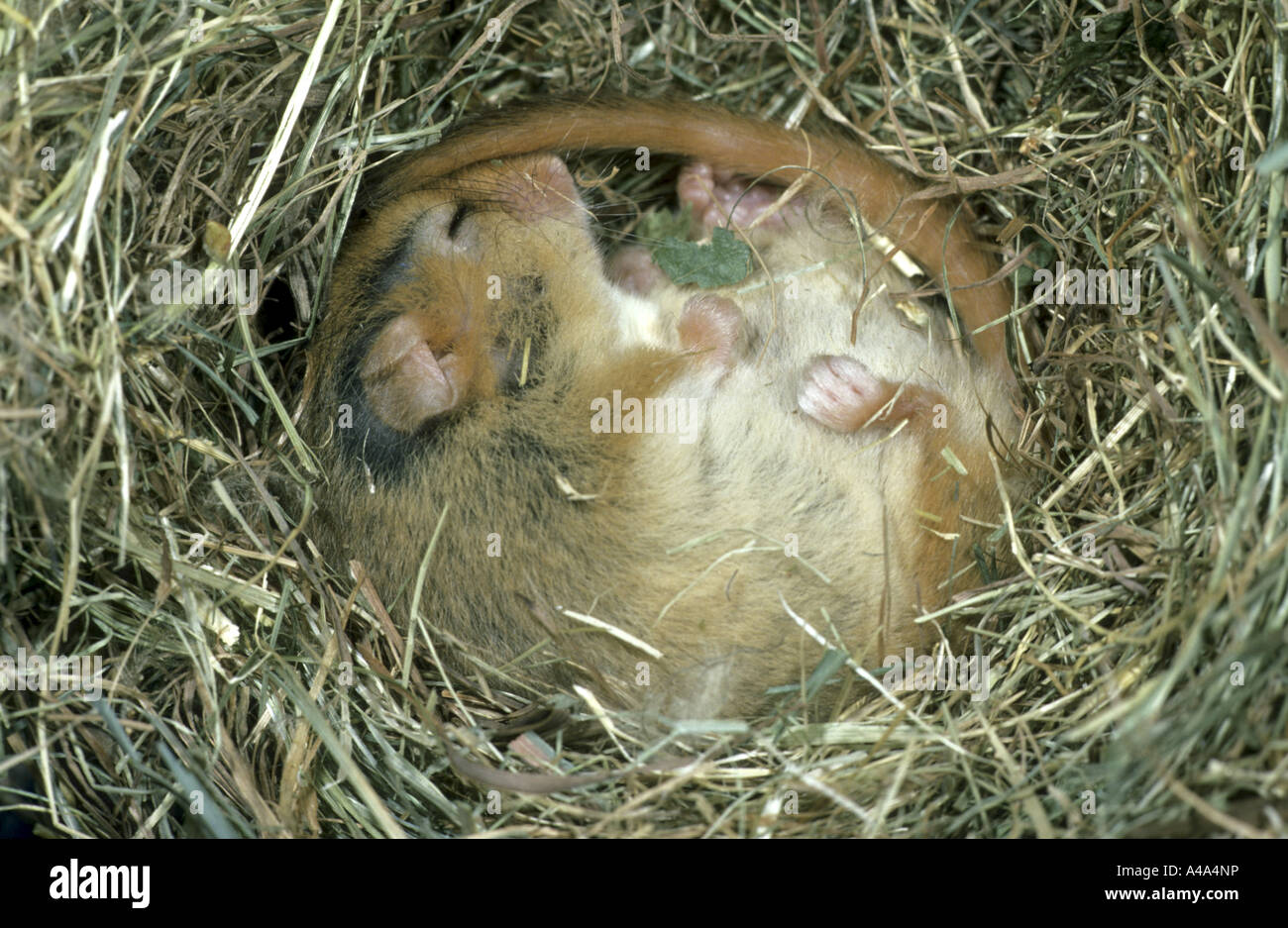 common dormouse, hazel dormouse (Muscardinus avellanarius ...