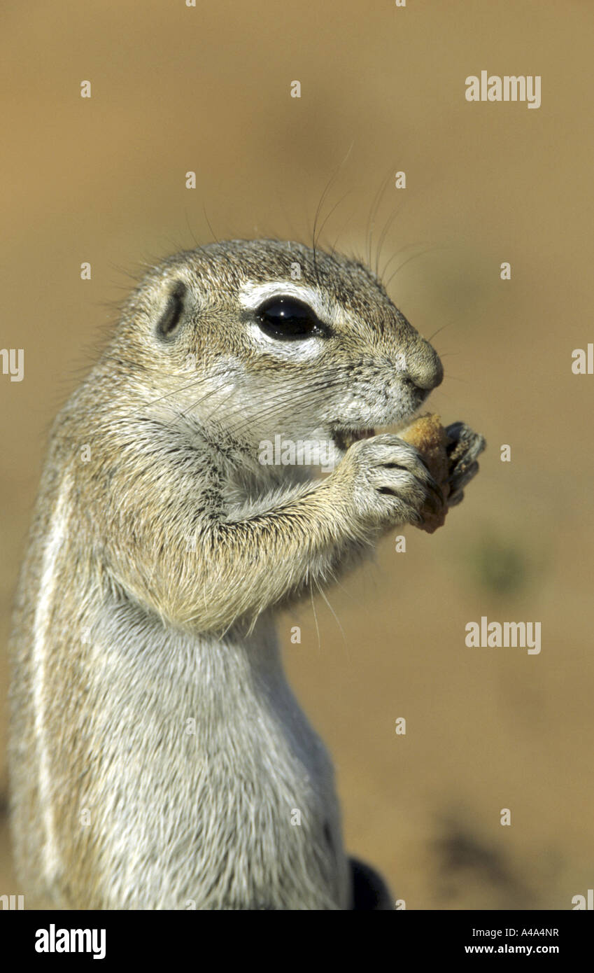 South African ground squirrel, Cape ground squirrel (Geosciurus inauris ...