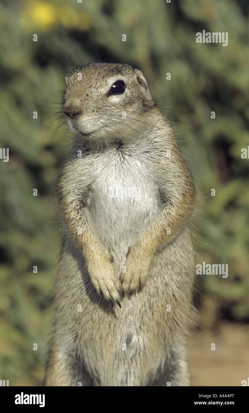 South African ground squirrel, Cape ground squirrel (Geosciurus inauris ...