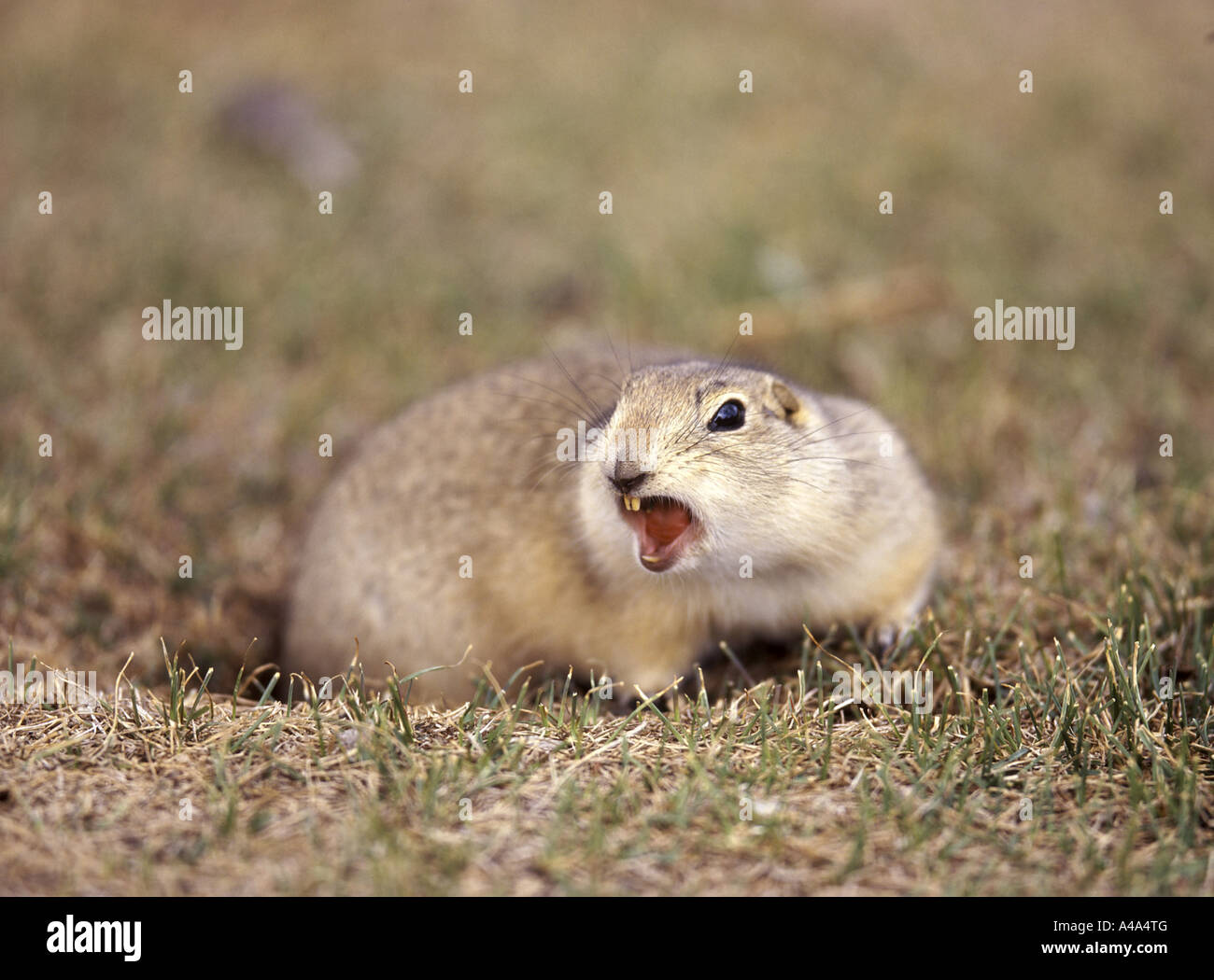 Richardsons Ground Squirrel, Richardson's Ground Squirrel (Spermophilus richardsoni, Citellus ...
