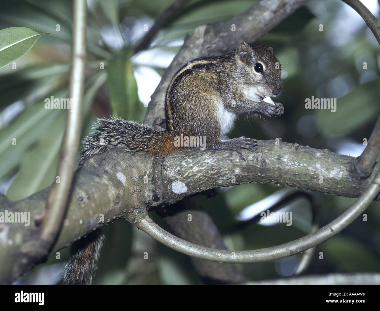 Common indian squirrels hi-res stock photography and images - Alamy