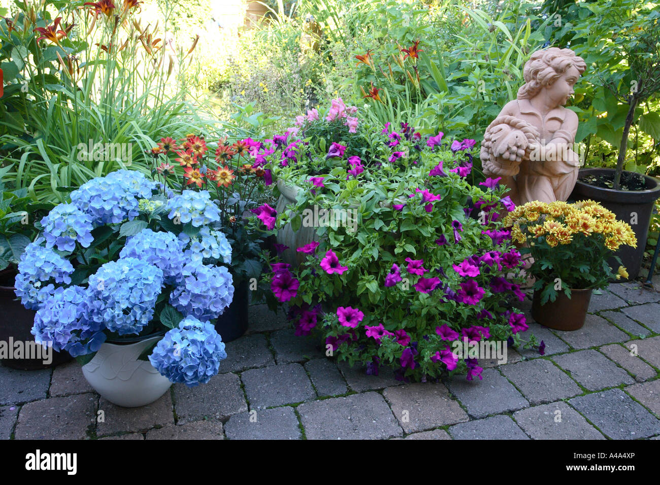 garden hydrangea, lace cap hydrangea (Hydrangea macrophylla), blooming ...