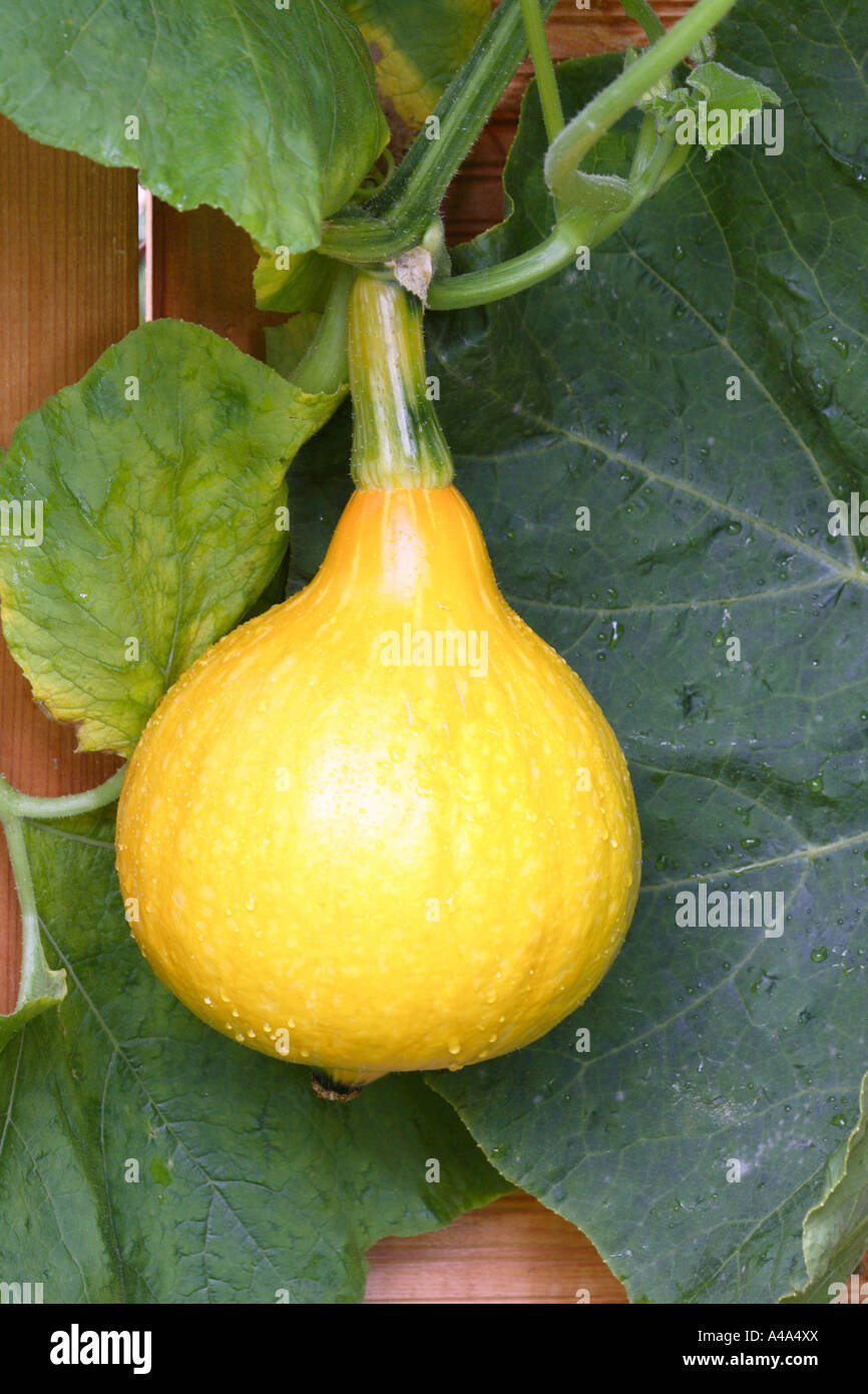 ornamental pumpkin (Cucurbita pepo convar. microcarpina), mature fruit ...