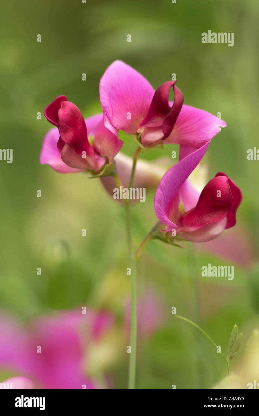 Pink sweet pea Lathyrus Stock Photo - Alamy