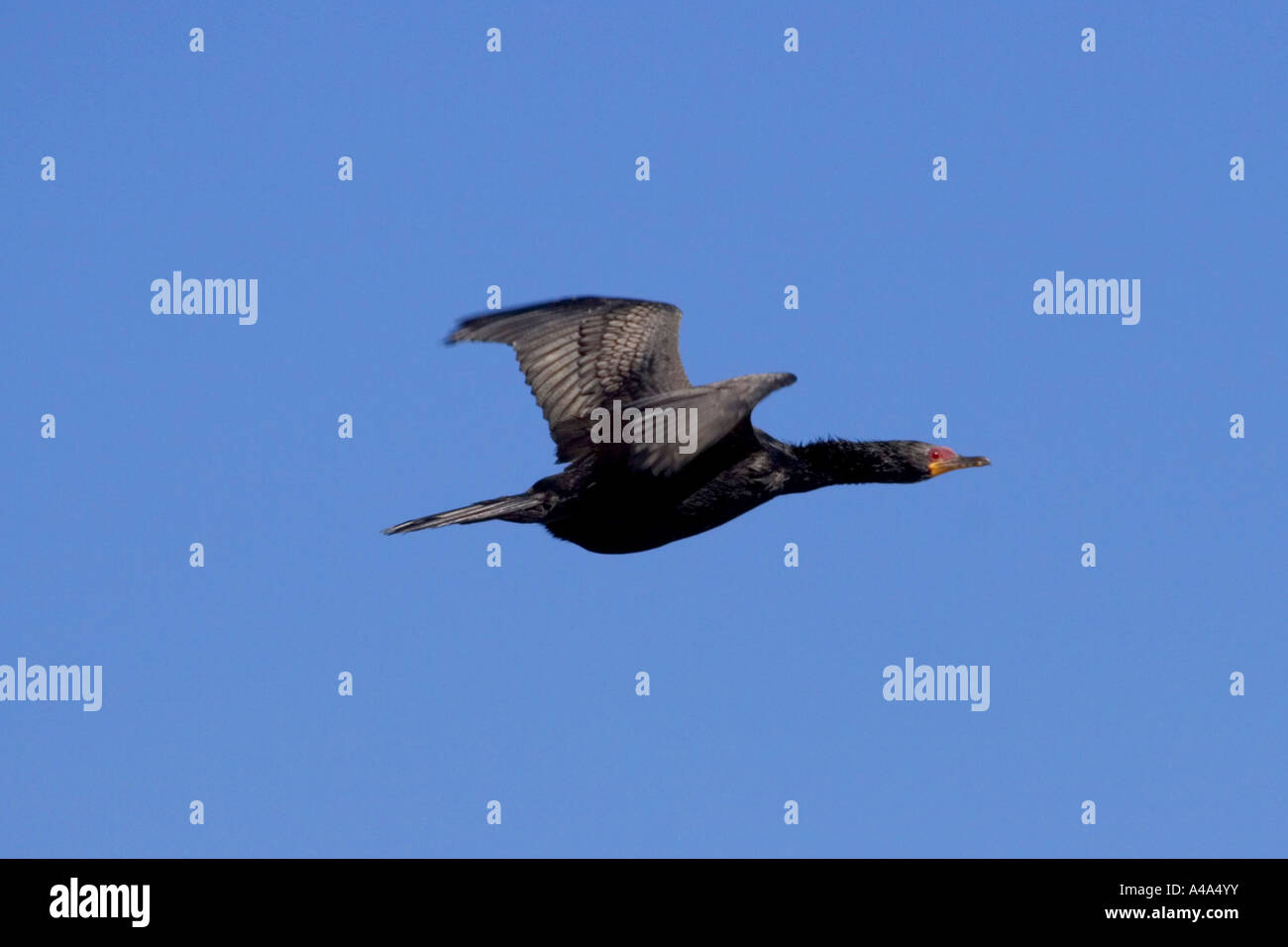 reed cormorant (Phalacrocorax africanus), flying, Namibia, Etosha NP ...