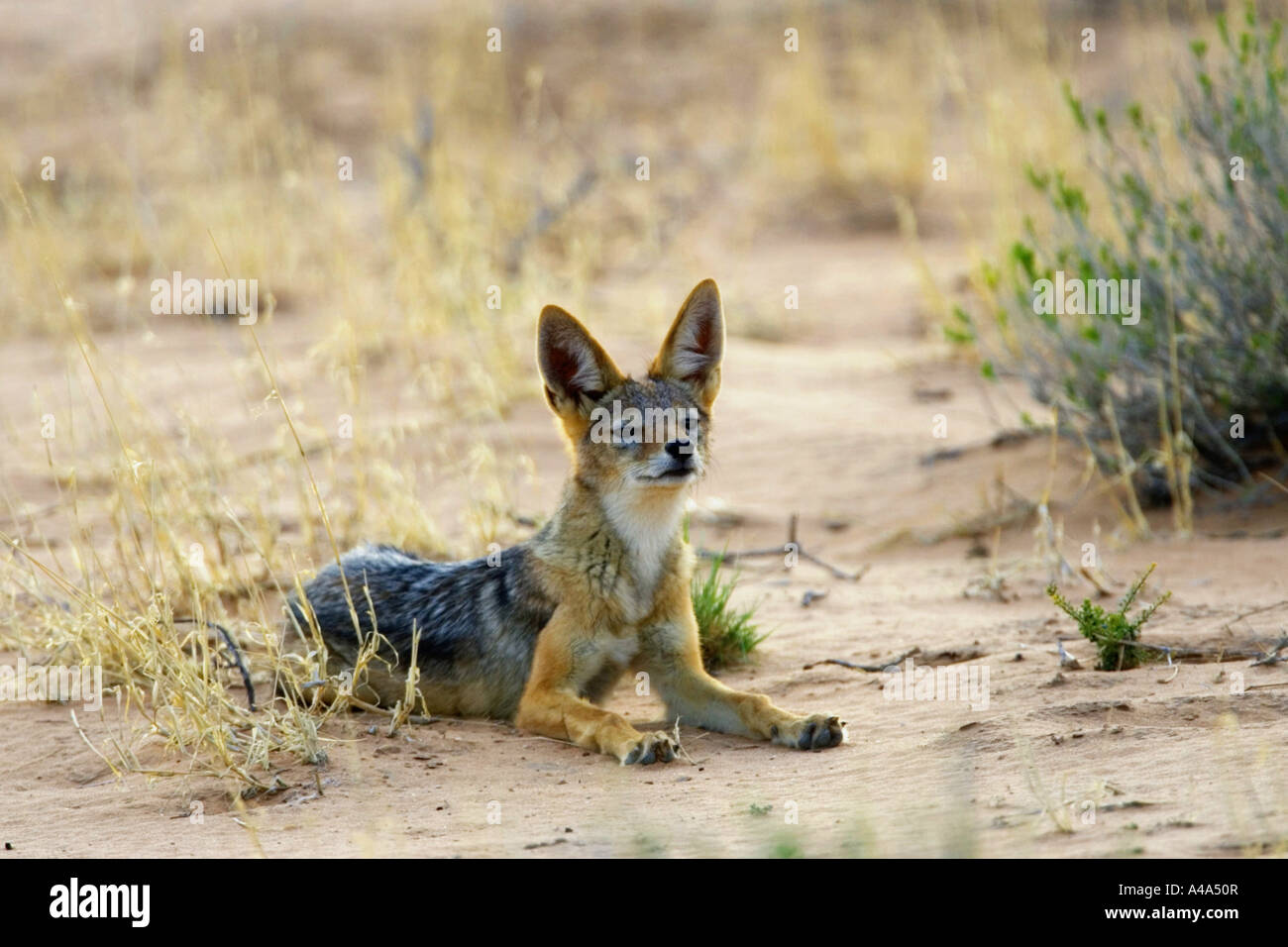 black-backed jackal (Canis mesomelas), animal lying on the ground ...