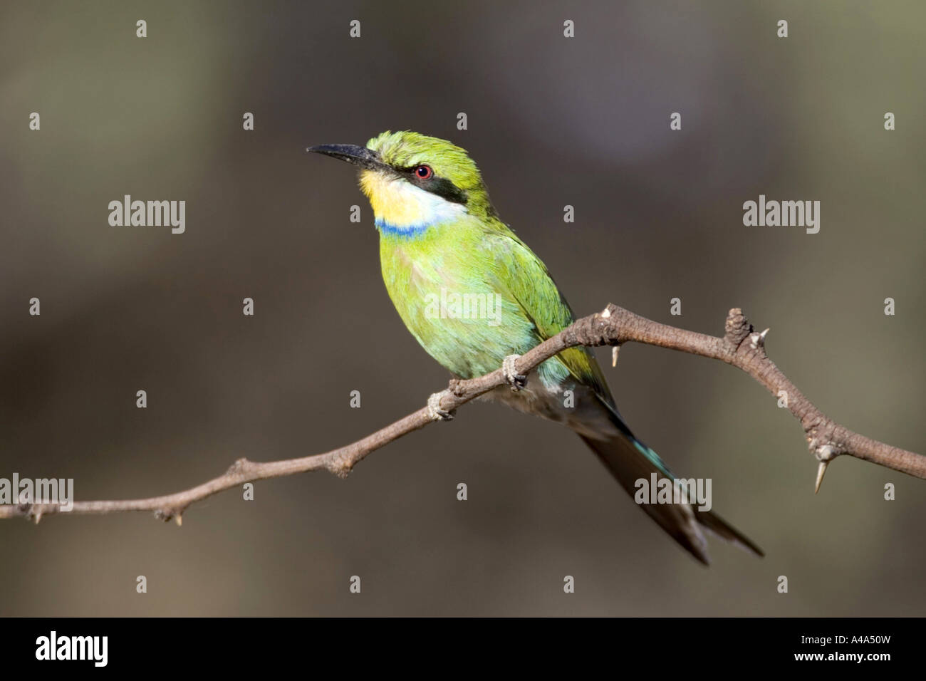 Africa namibia african bee eaters hi-res stock photography and images ...