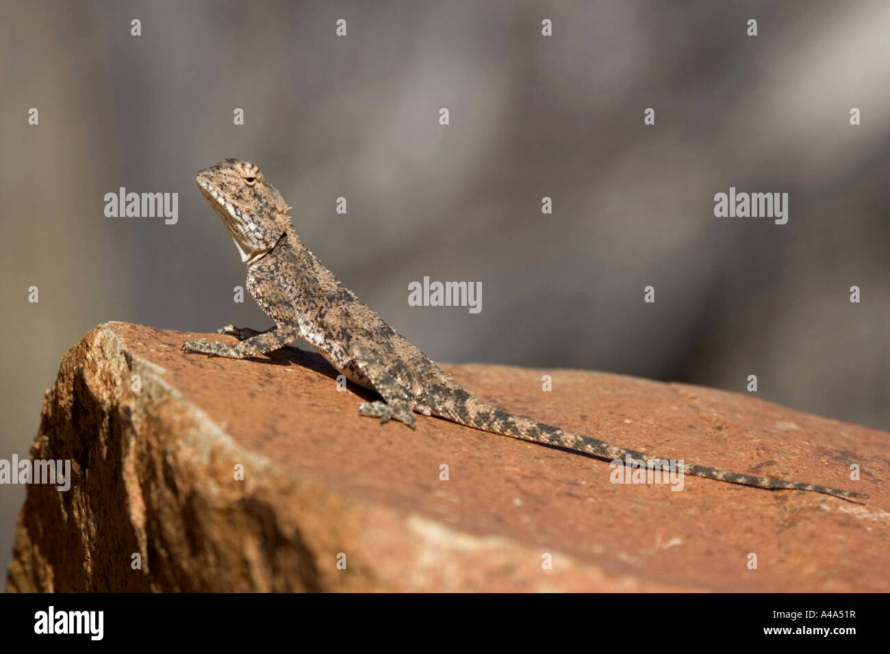 ground agama (Agama aculeata), female sunbathing, Namibia, Etosha NP ...