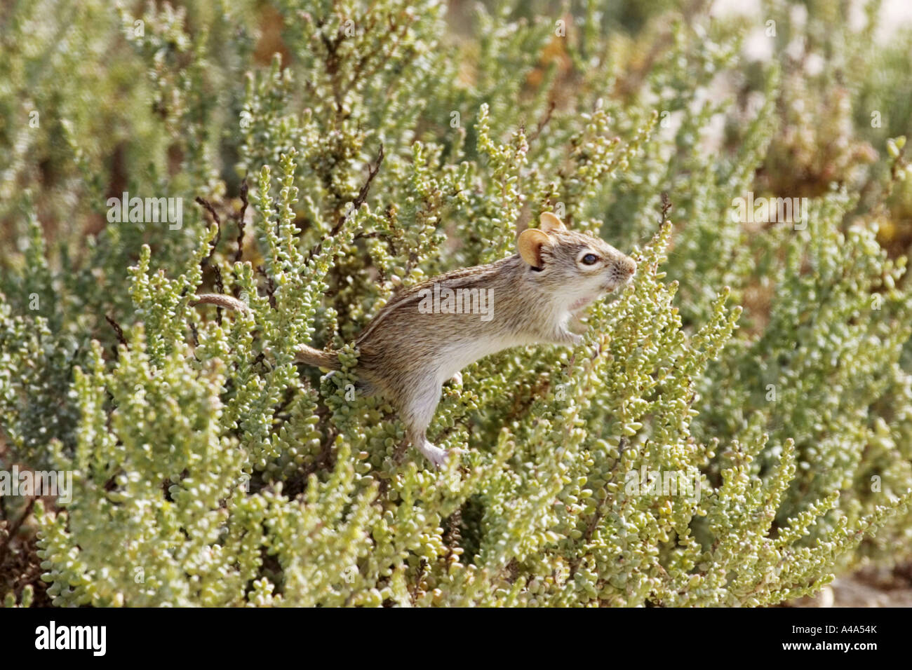 four-striped grass mouse, striped mouse (Rhabdomys pumilio), foraging ...