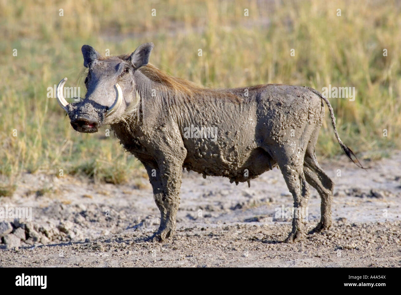 Cape warthog, Somali warthog, desert warthog (Phacochoerus aethiopicus ...
