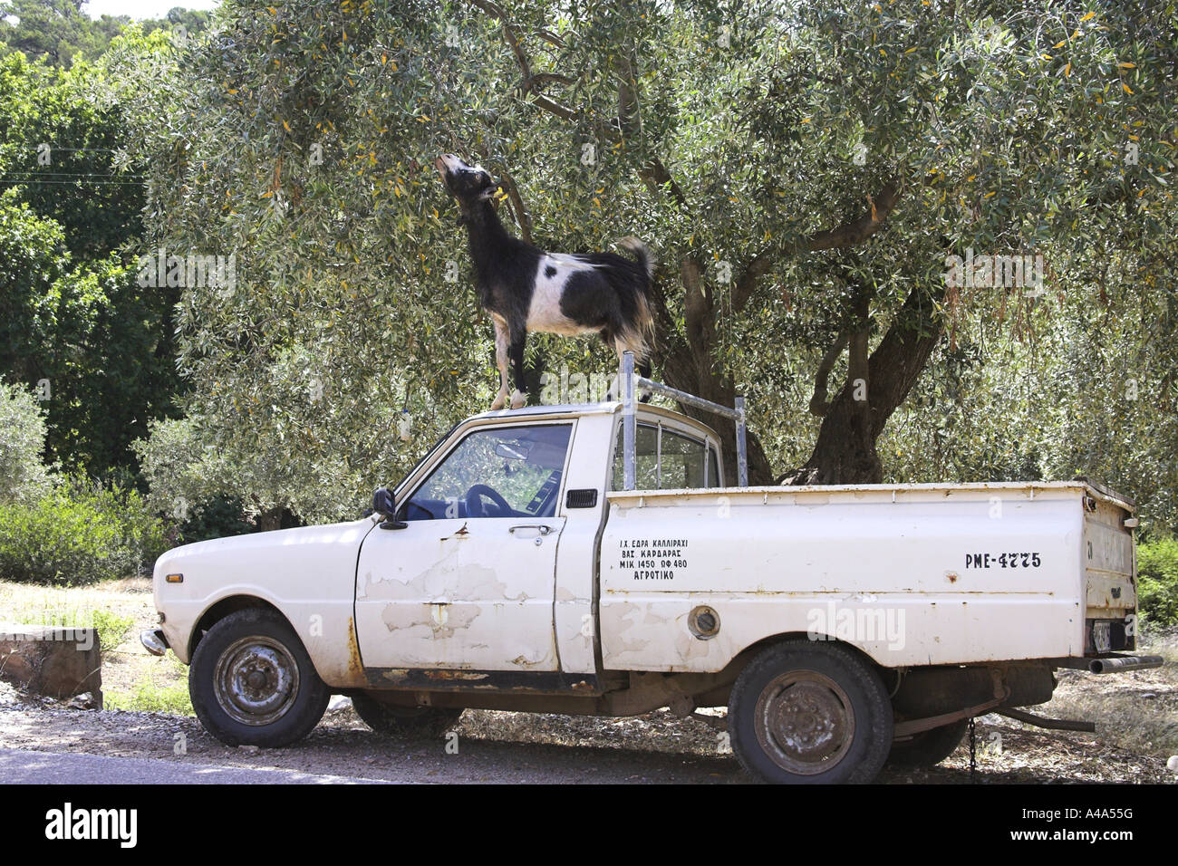 domestic goat (Capra hircus), browsing goat on the roof of a car ...