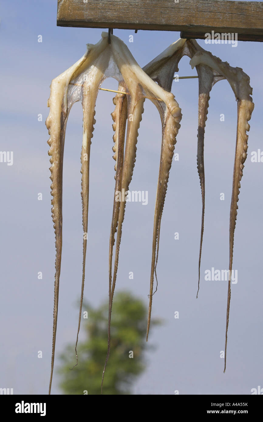 Common octopuses octopus vulgaris hi-res stock photography and images ...