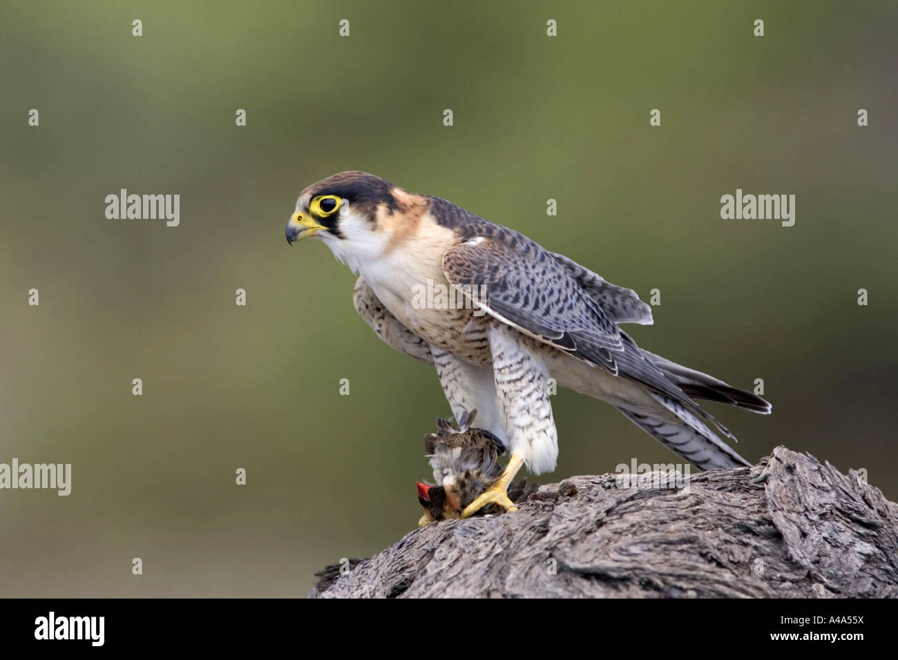 barbary falcon (Falco pelegrinoides), with prey, Namibia Stock Photo ...