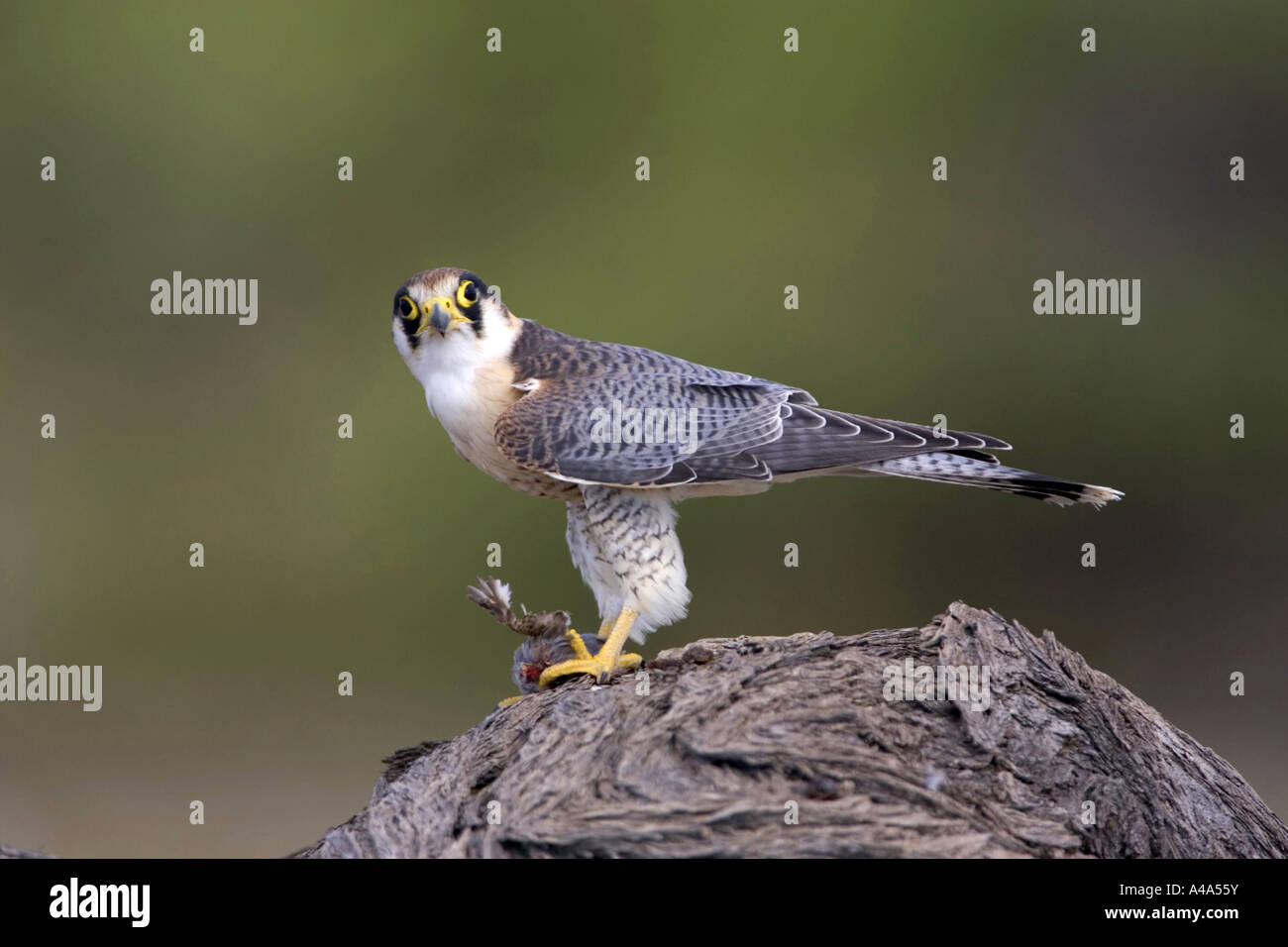 barbary falcon (Falco pelegrinoides), with prey, Namibia Stock Photo ...