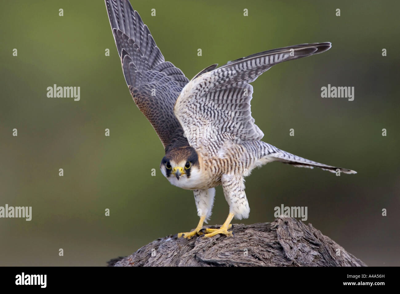 barbary falcon (Falco pelegrinoides), flapping wings, Namibia Stock ...