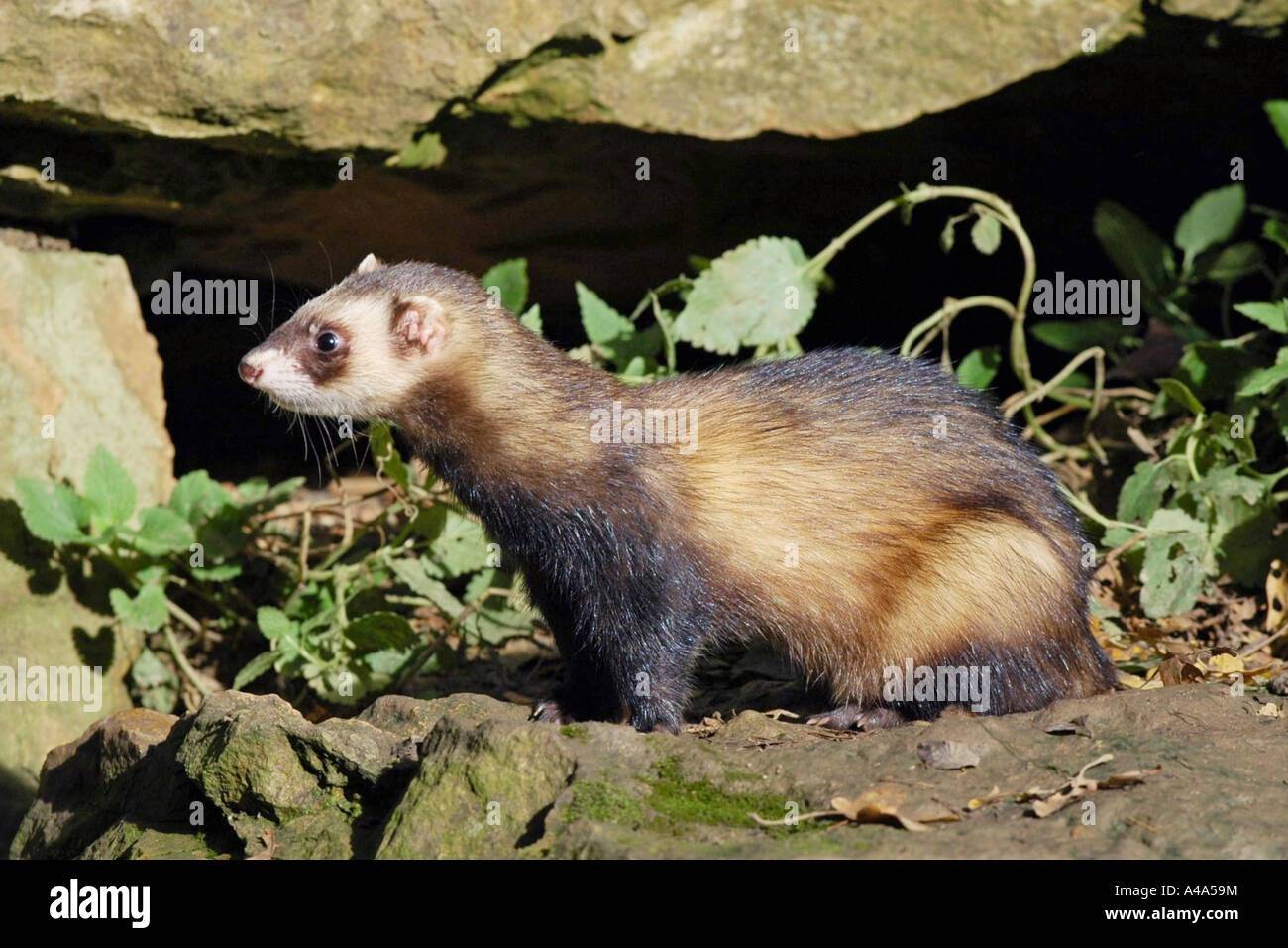 European polecat (Mustela putorius), sitting, Germany Stock Photo - Alamy