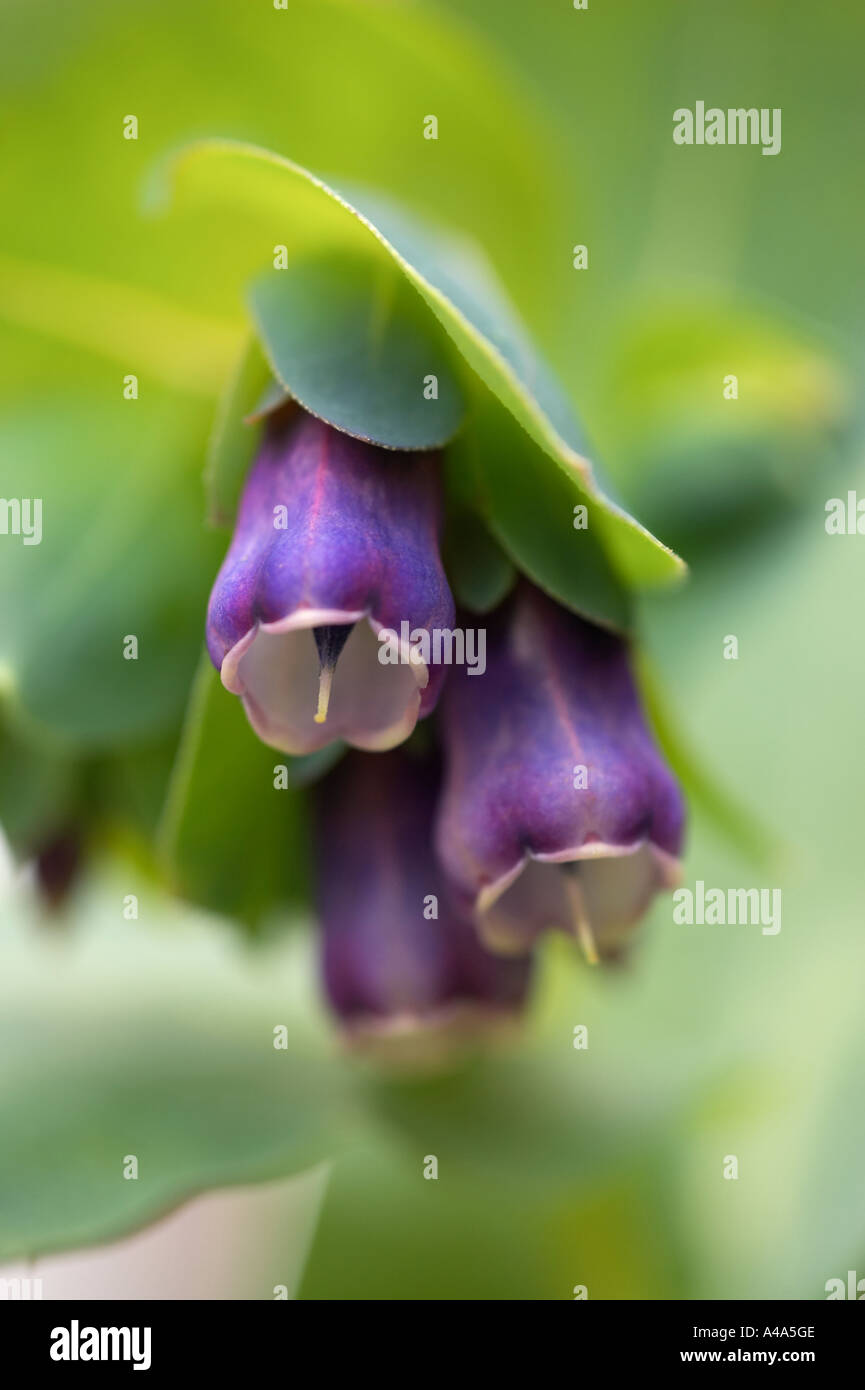 Cerinthe major purpurascens hi-res stock photography and images - Alamy