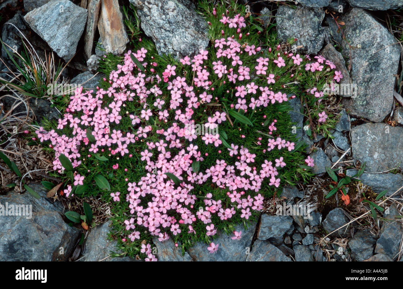 Moss campion silene acaulis blooming hi-res stock photography and ...
