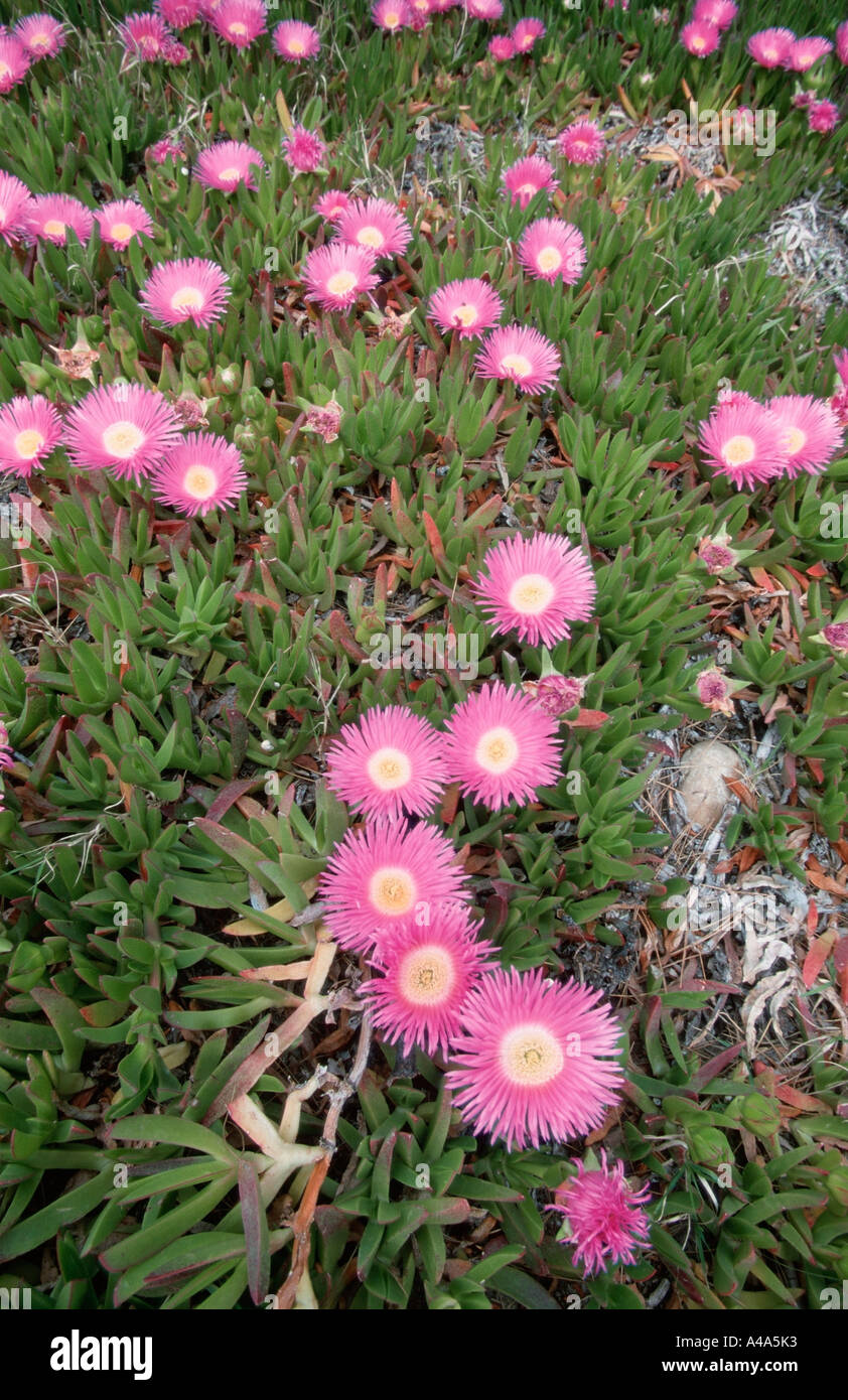Portulaceae hi-res stock photography and images - Alamy