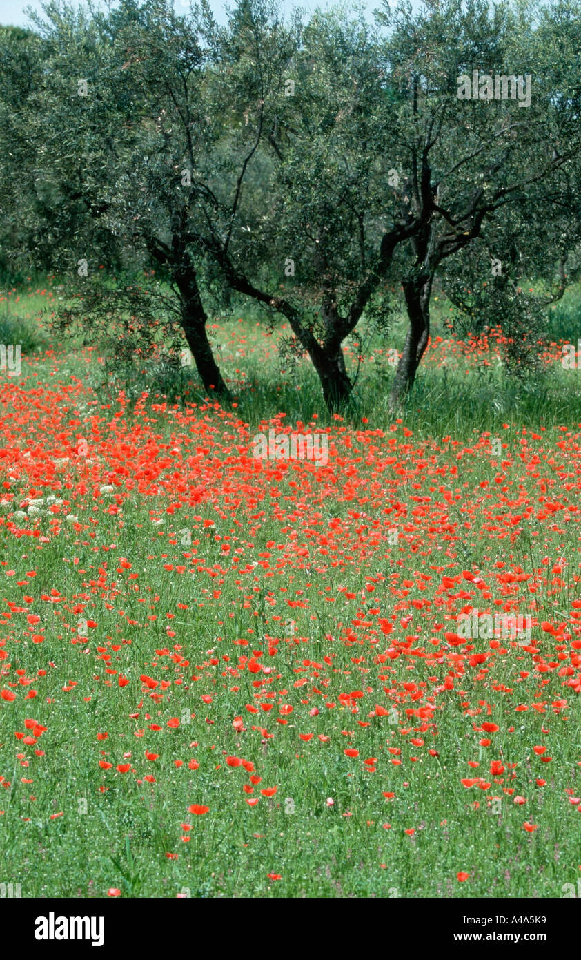 Common Poppy and Olive Trees Stock Photo - Alamy
