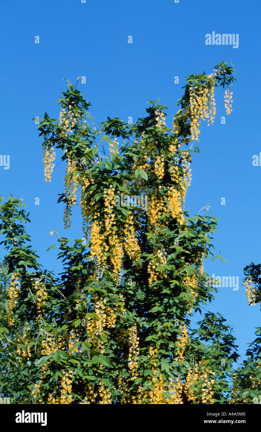 Laburnum vulgare hi-res stock photography and images - Alamy