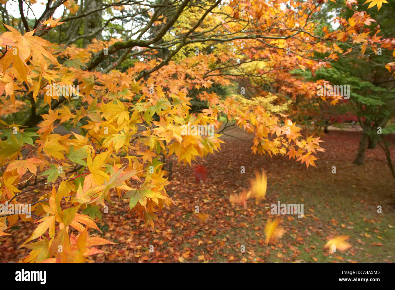Acer Maple Tree showing falling leaves Stock Photo - Alamy