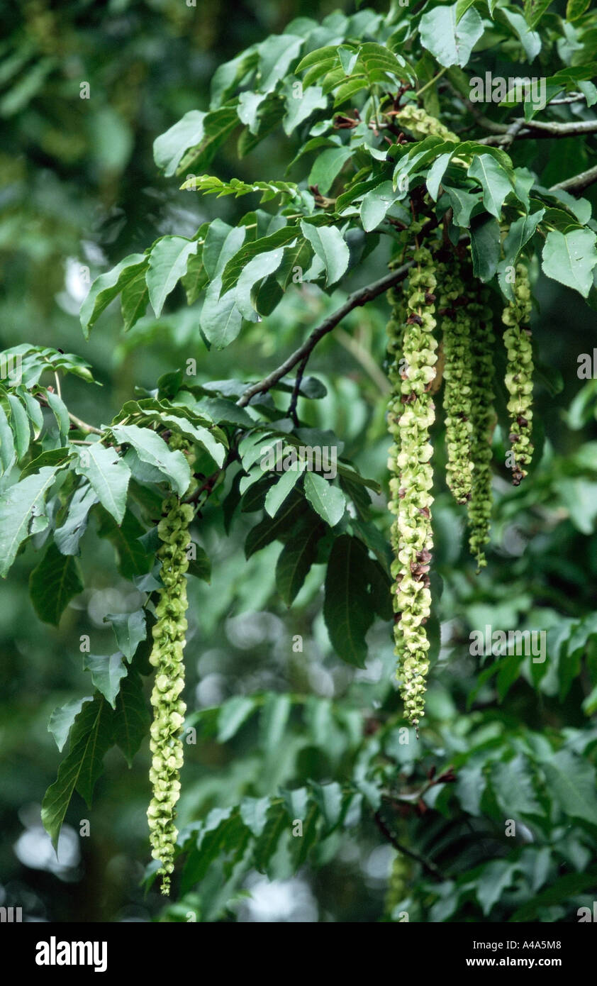 Wingnut hi-res stock photography and images - Alamy