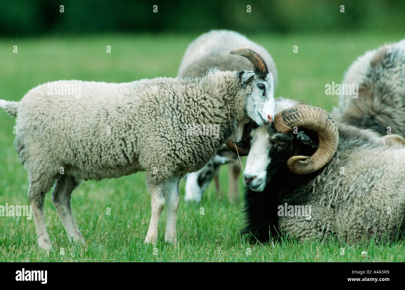 Two sheep lie hi-res stock photography and images - Alamy