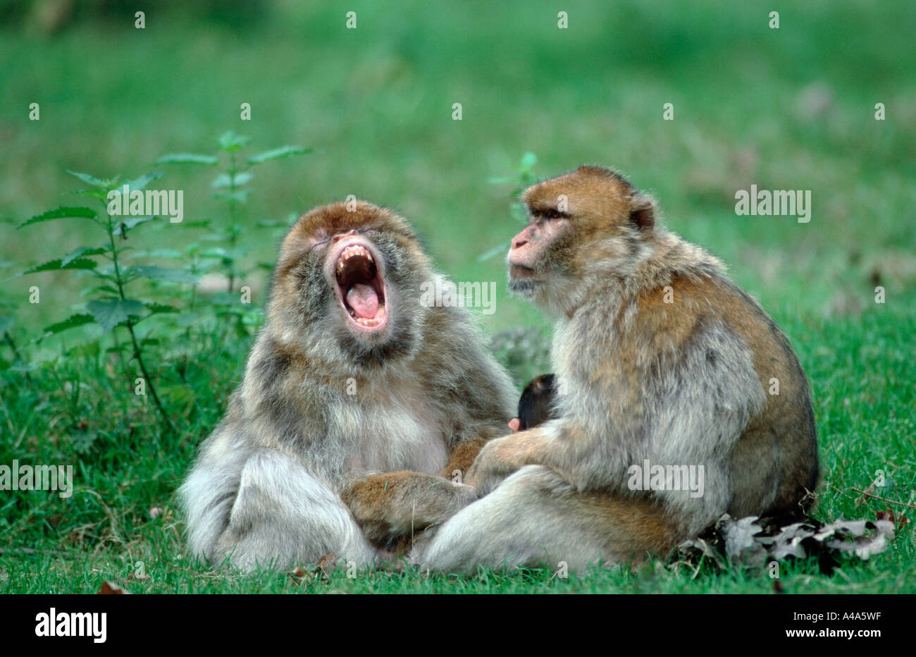 Barbary Monkey / Barbary Ape / Magot Stock Photo - Alamy