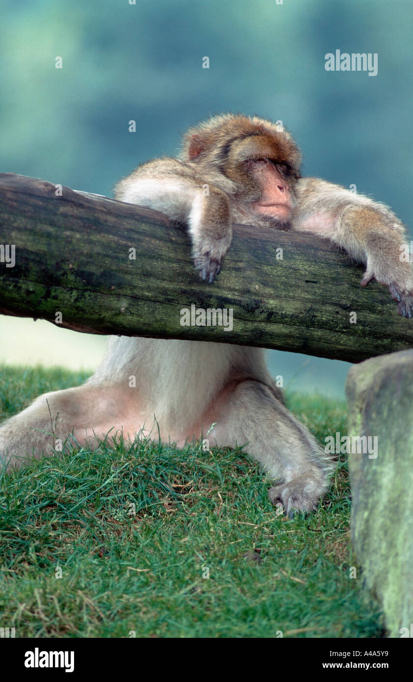 Barbary Monkey / Barbary Ape / Magot Stock Photo - Alamy