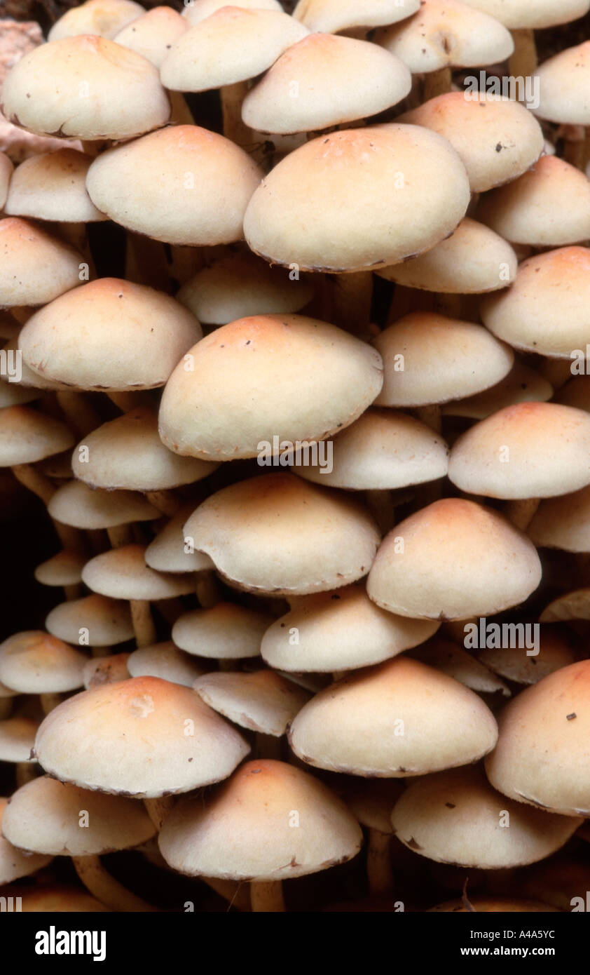 Upright tuft hi-res stock photography and images - Alamy