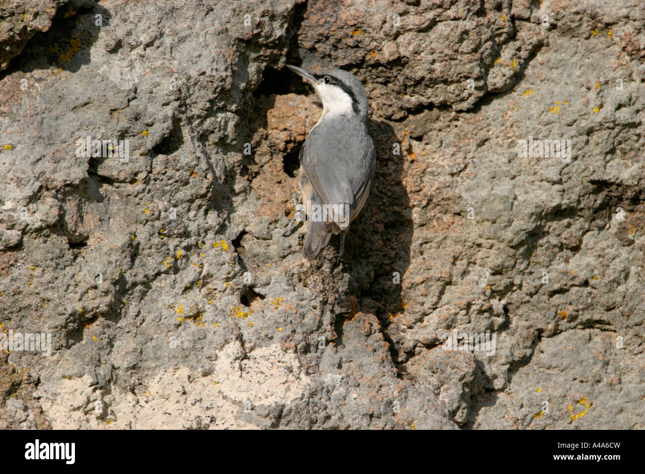 western rock nuthatch Stock Photo - Alamy