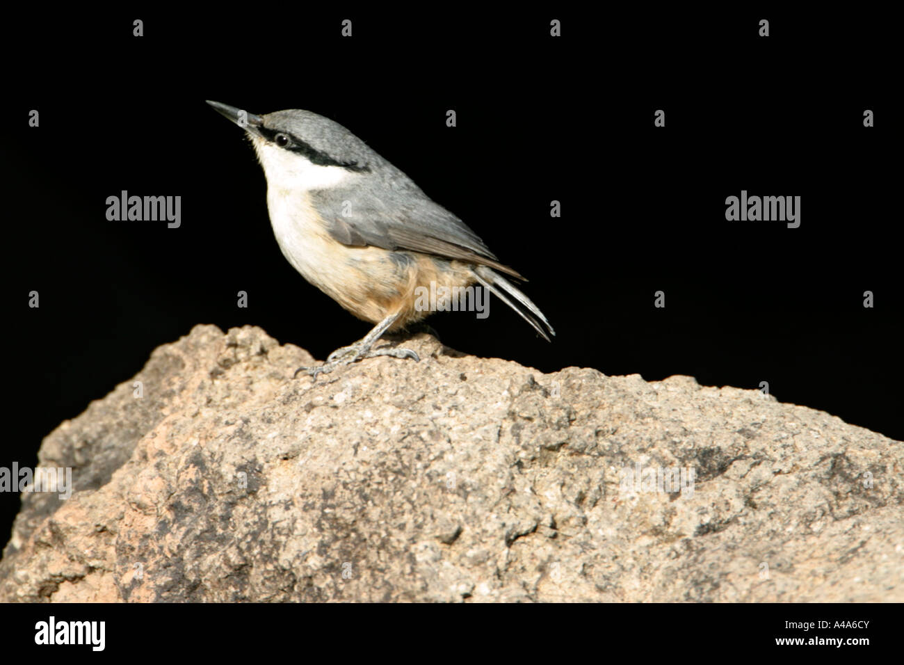 western rock nuthatch Stock Photo - Alamy