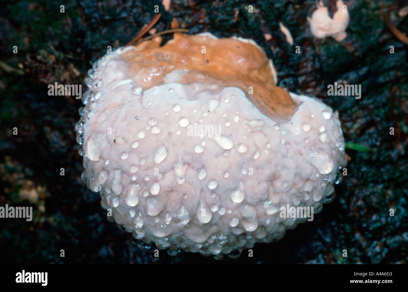 Red mushroom plants hi-res stock photography and images - Alamy