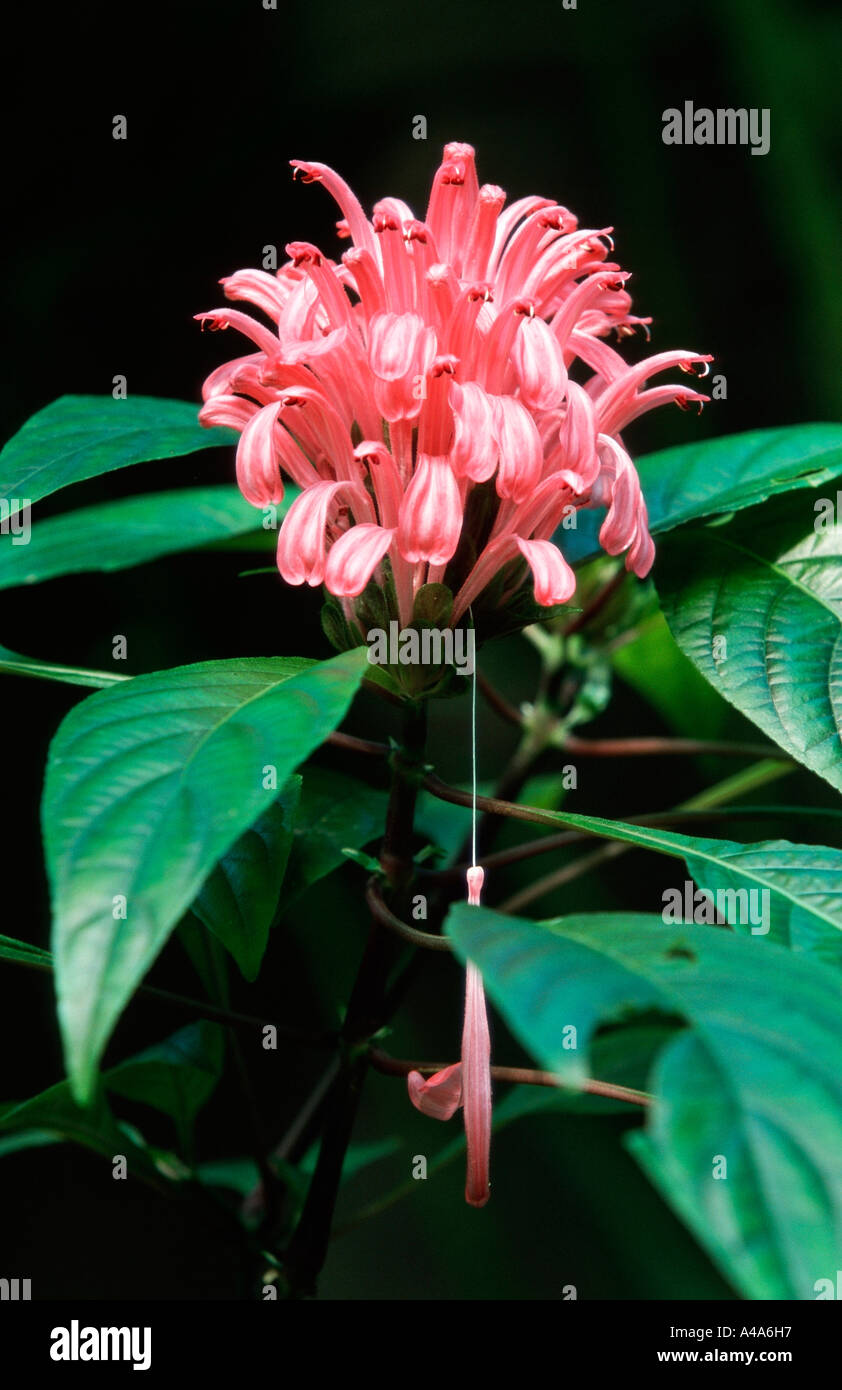 Jacobinia hi-res stock photography and images - Alamy