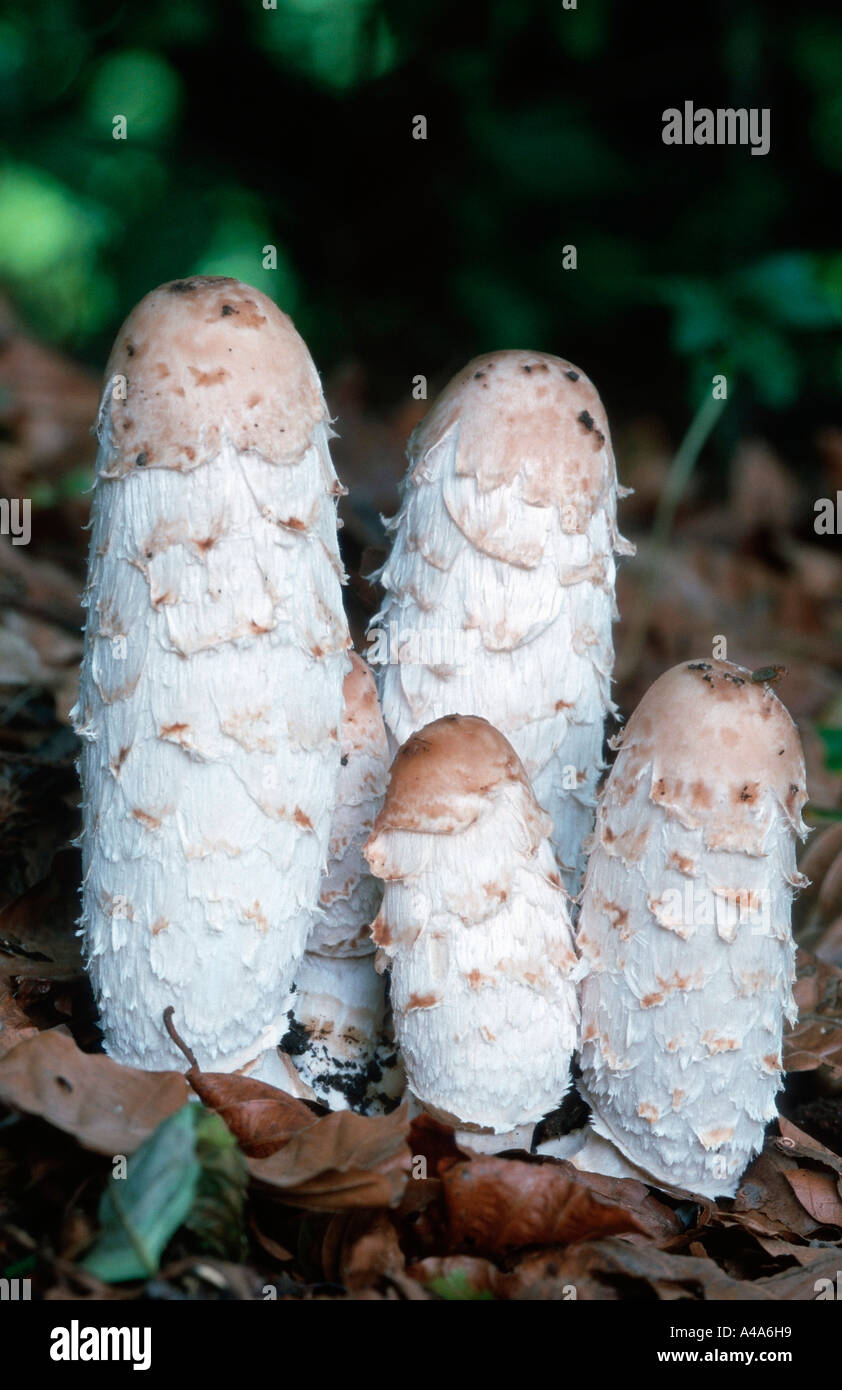 Ink cap hi-res stock photography and images - Alamy