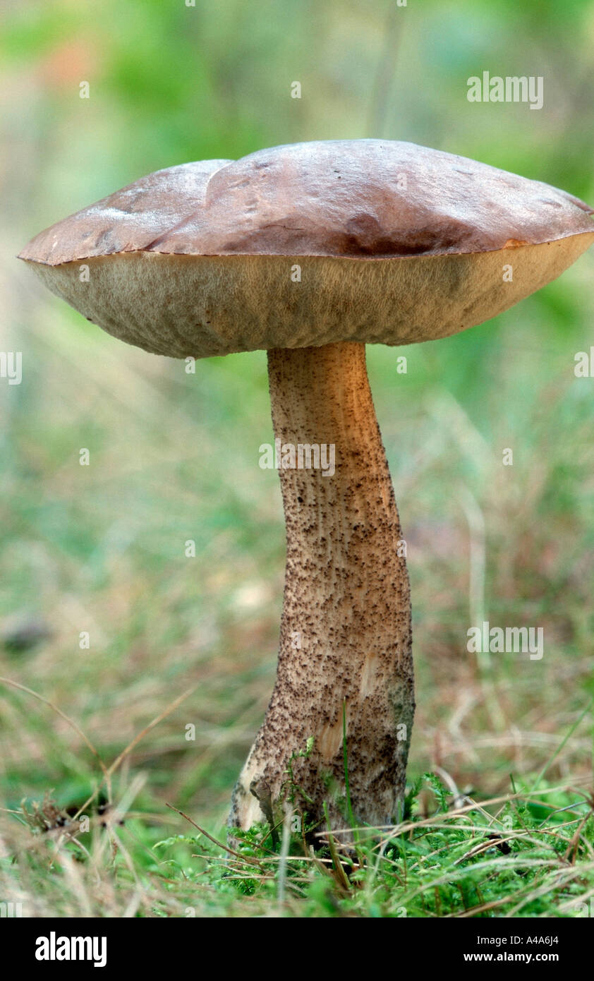 Brown Birch Bolete Stock Photo - Alamy
