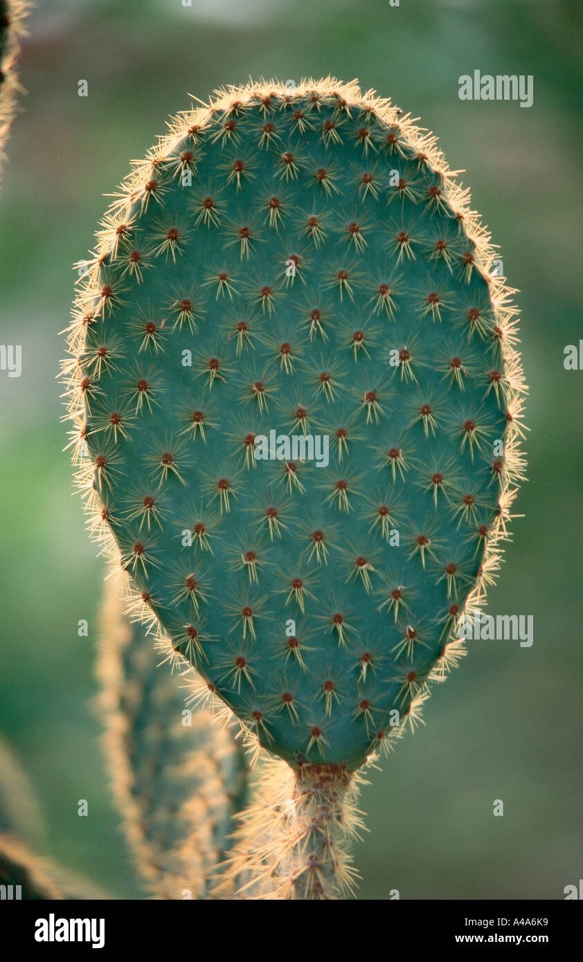 Cactus opuntia maxima hi-res stock photography and images - Alamy