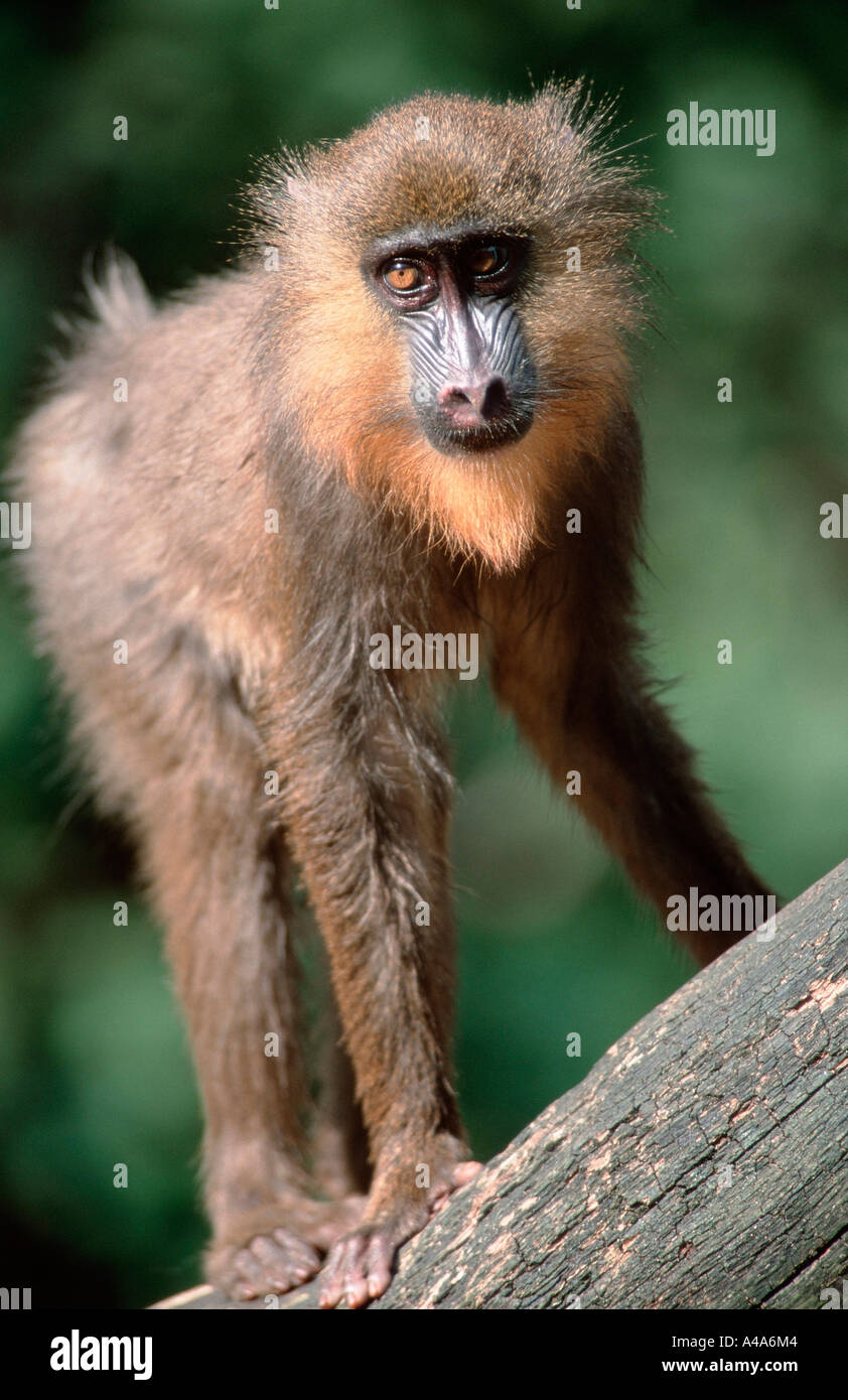 Mandrill female hi-res stock photography and images - Alamy