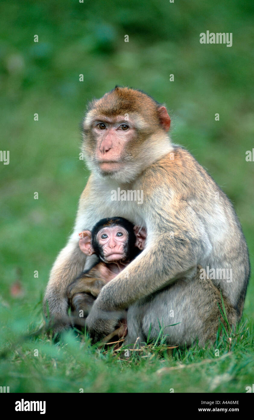 Barbary Monkey / Barbary Ape / Magot Stock Photo - Alamy