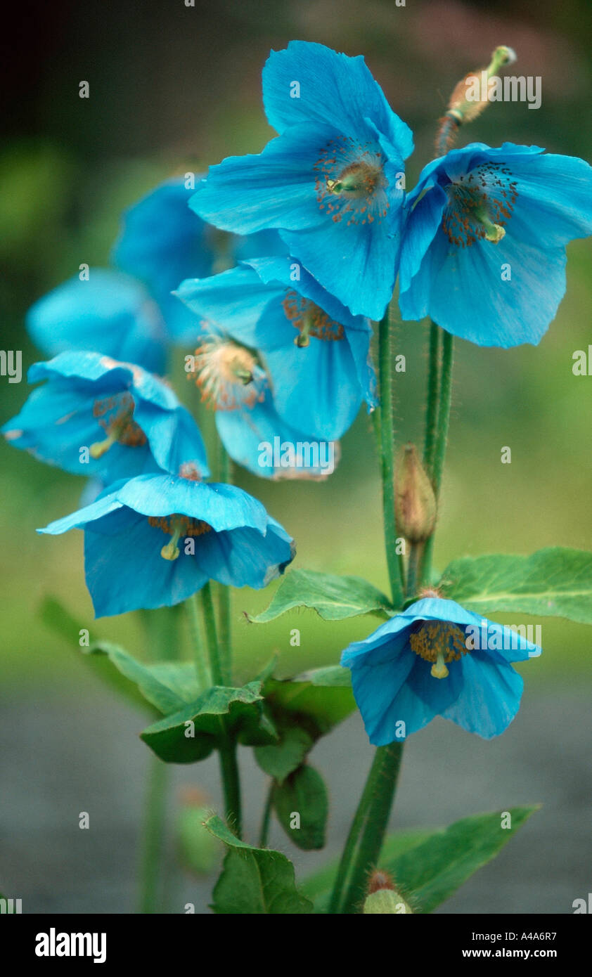 Tibetan blue poppy hi-res stock photography and images - Alamy