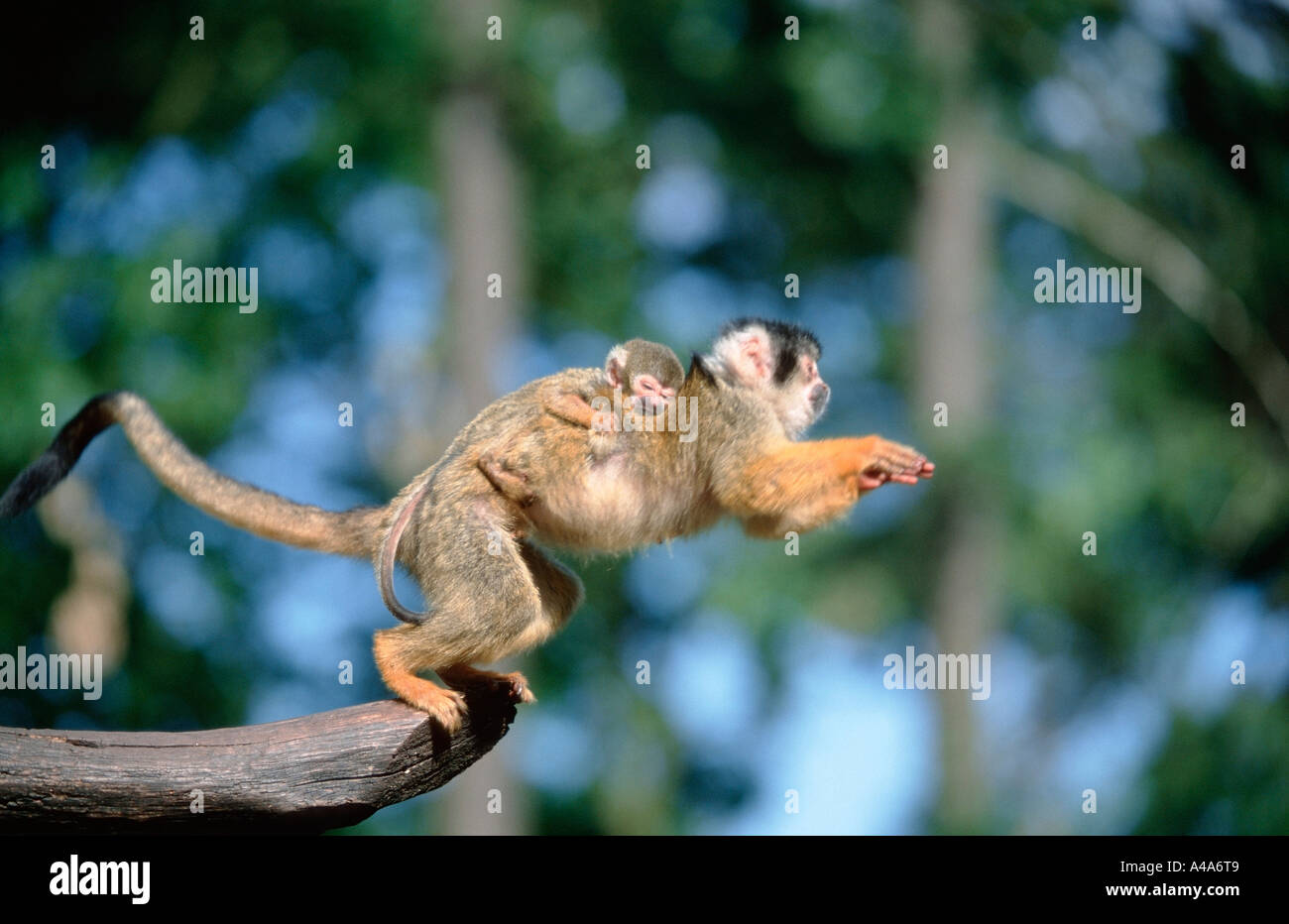 Monkey jumping south america hi-res stock photography and images - Alamy