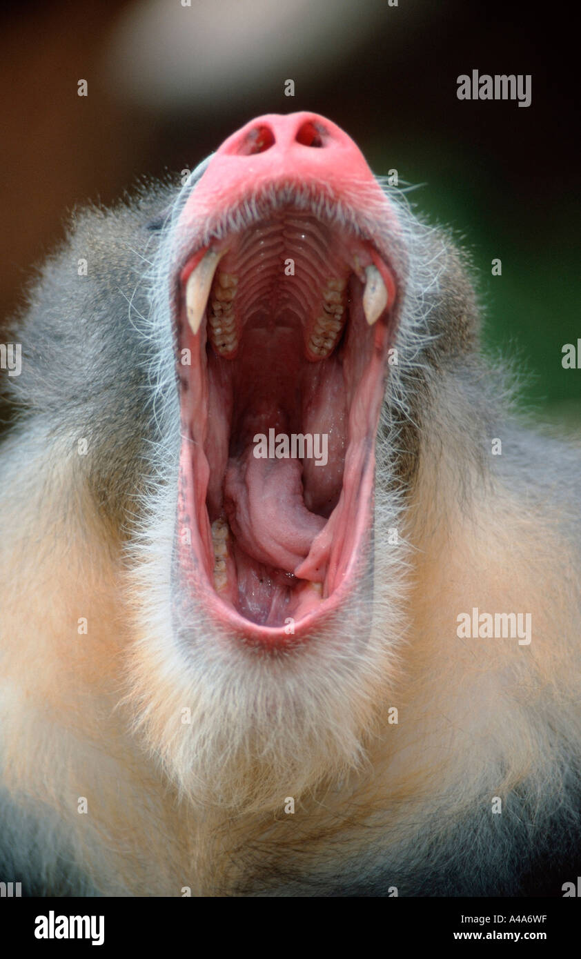 Mandrill teeth hi-res stock photography and images - Alamy