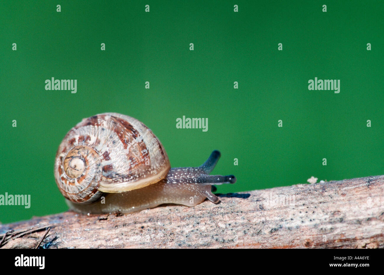 Brown-lipped Snail / Grove Snail Stock Photo - Alamy