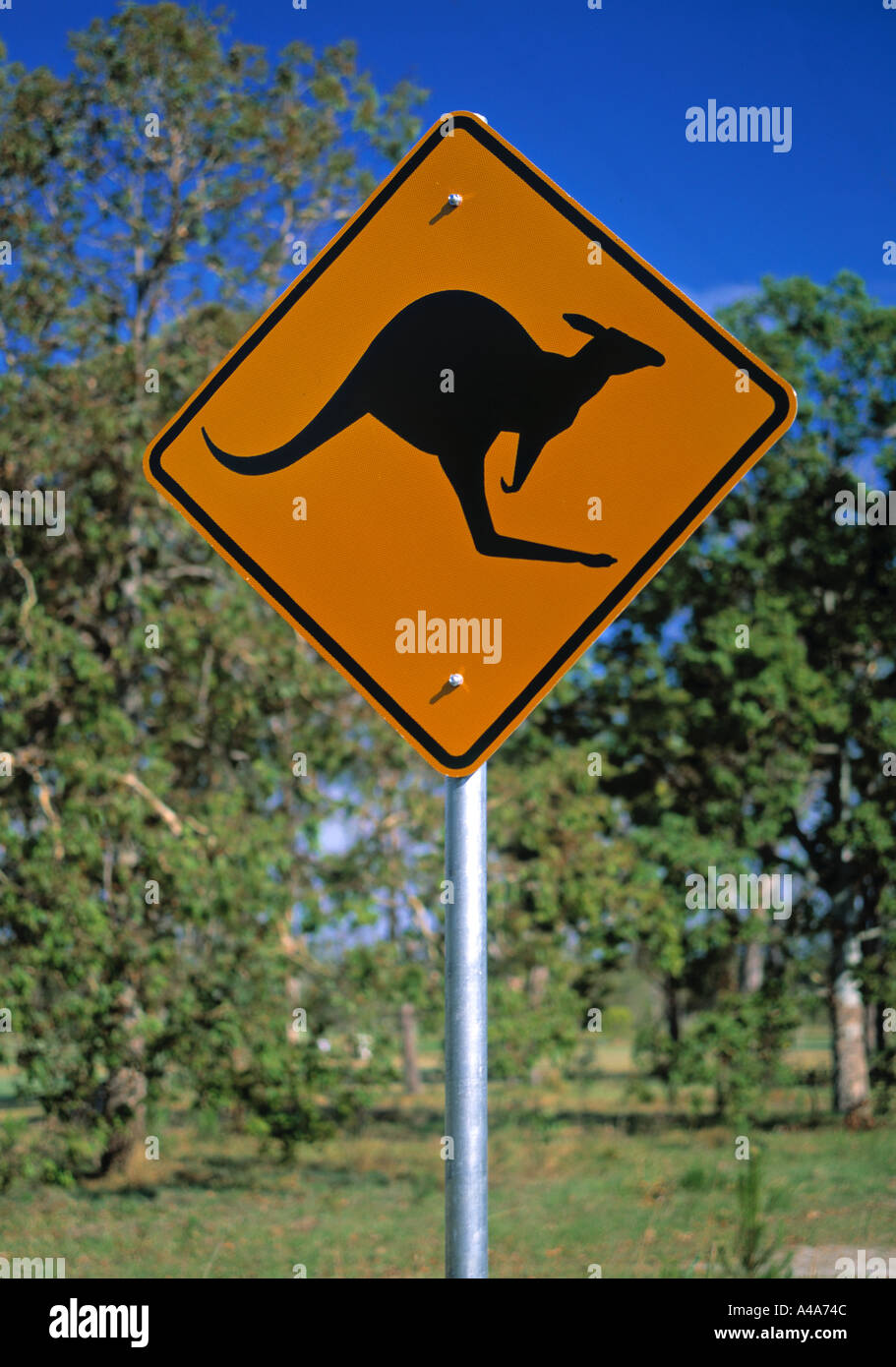 Kangeroo hi-res stock photography and images - Alamy