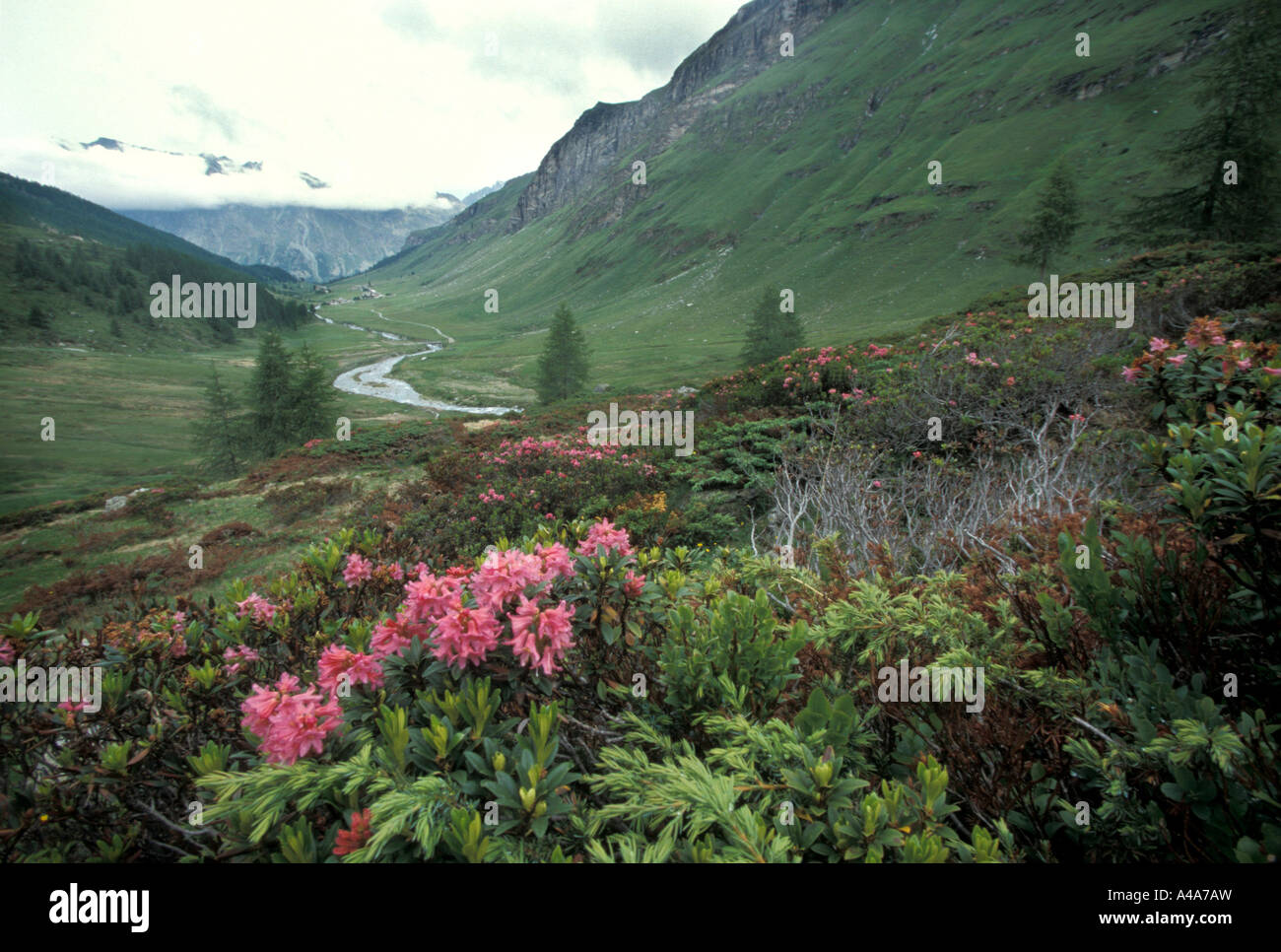 Alp muot selvas hi-res stock photography and images - Alamy