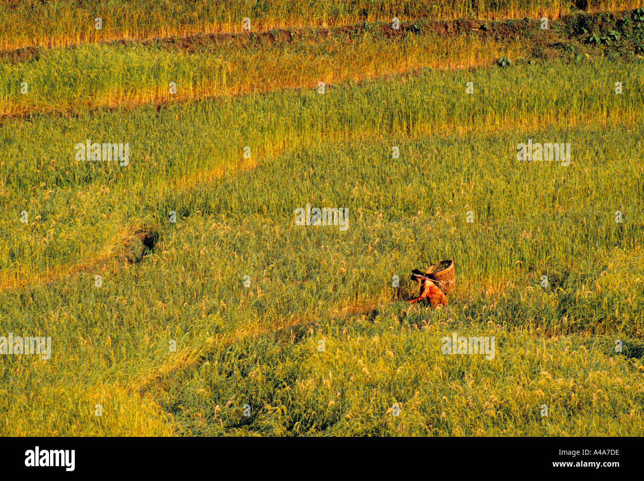 Maize Field, Pokhara, Nepal Stock Photo - Alamy