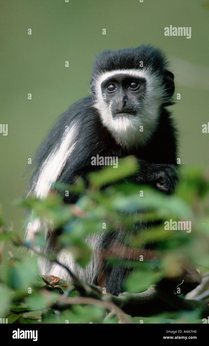 Colobus monkey juvenile hi-res stock photography and images - Alamy