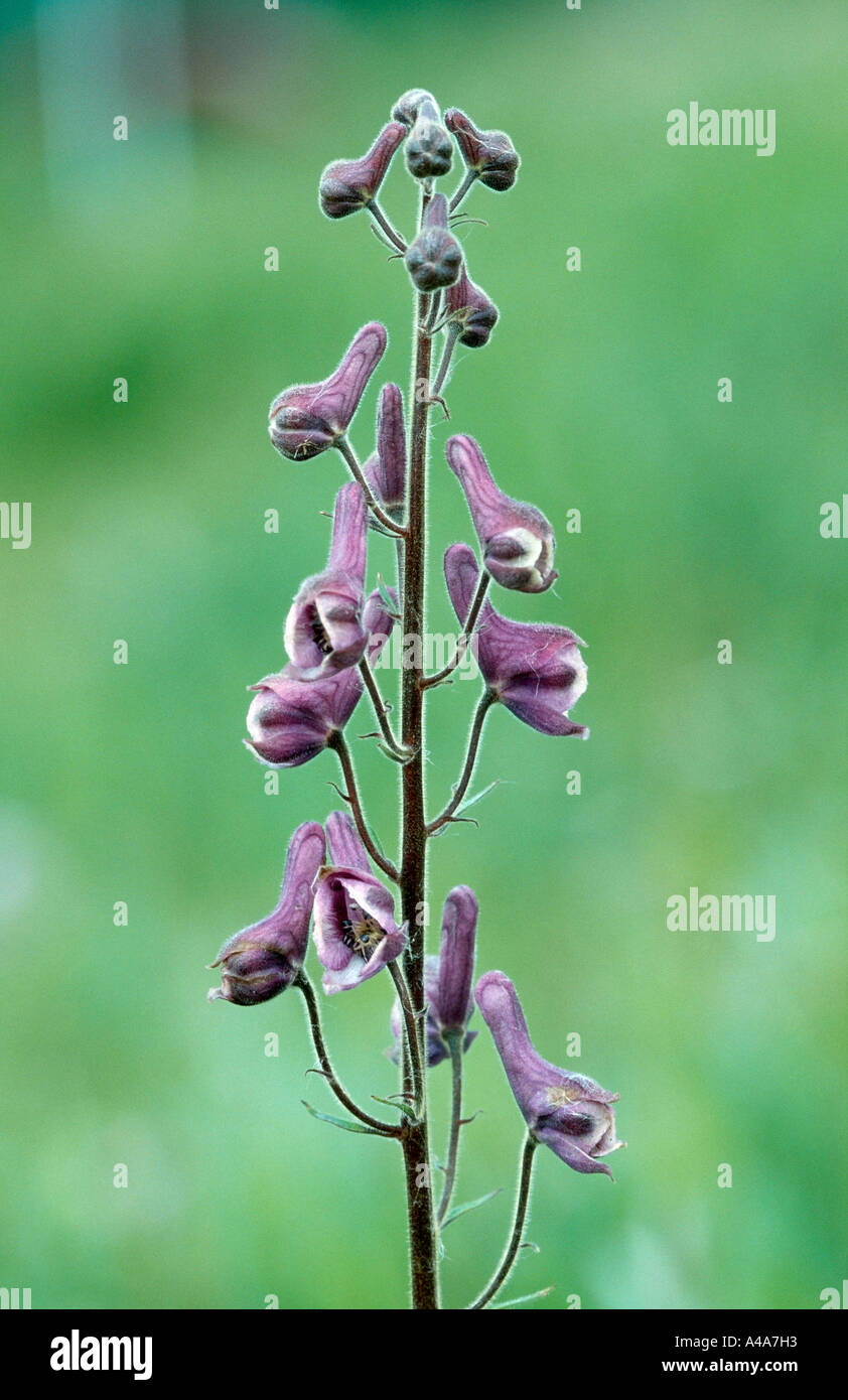 Wolfsbane hi-res stock photography and images - Alamy